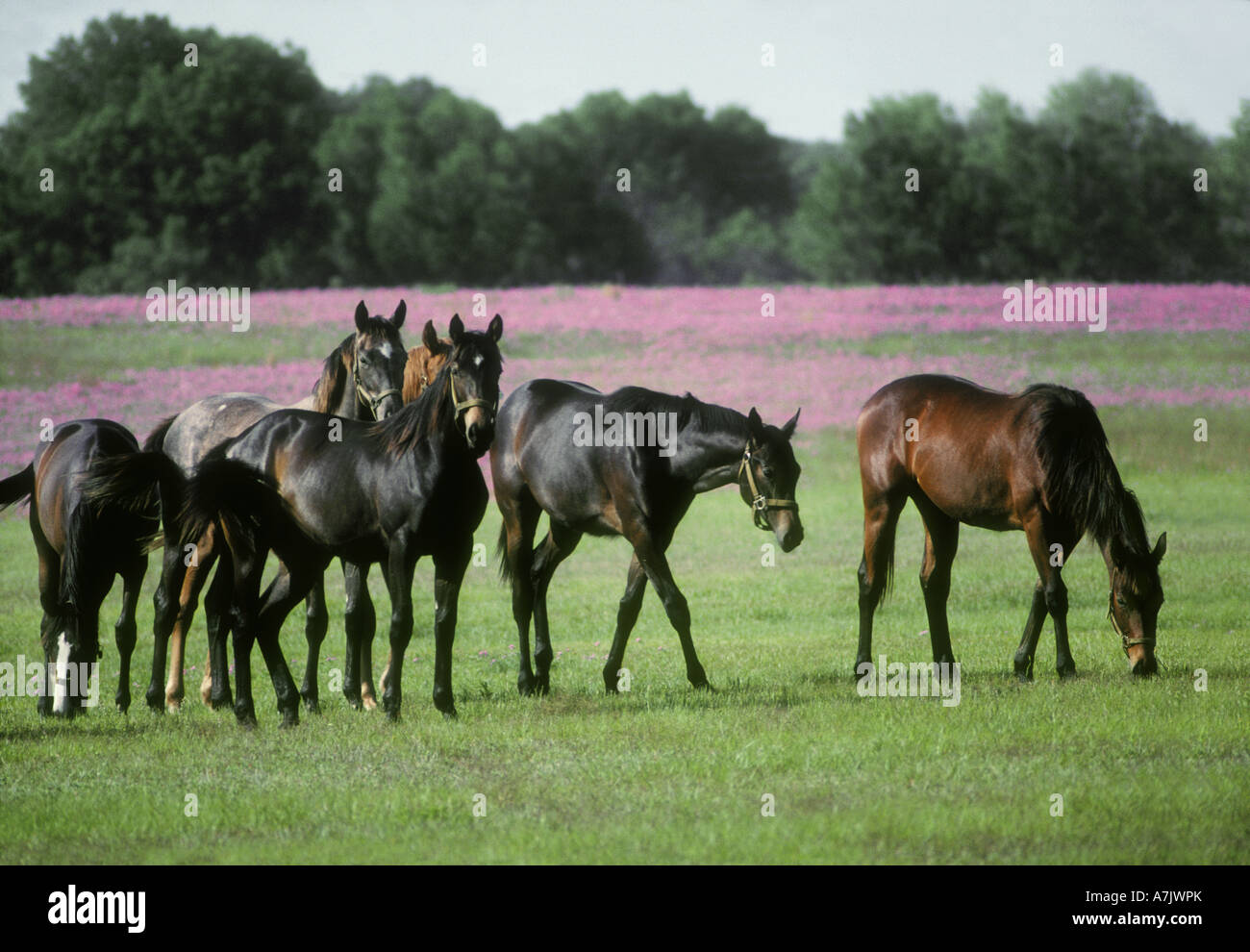 Thoroughbred yearlings hi-res stock photography and images - Alamy