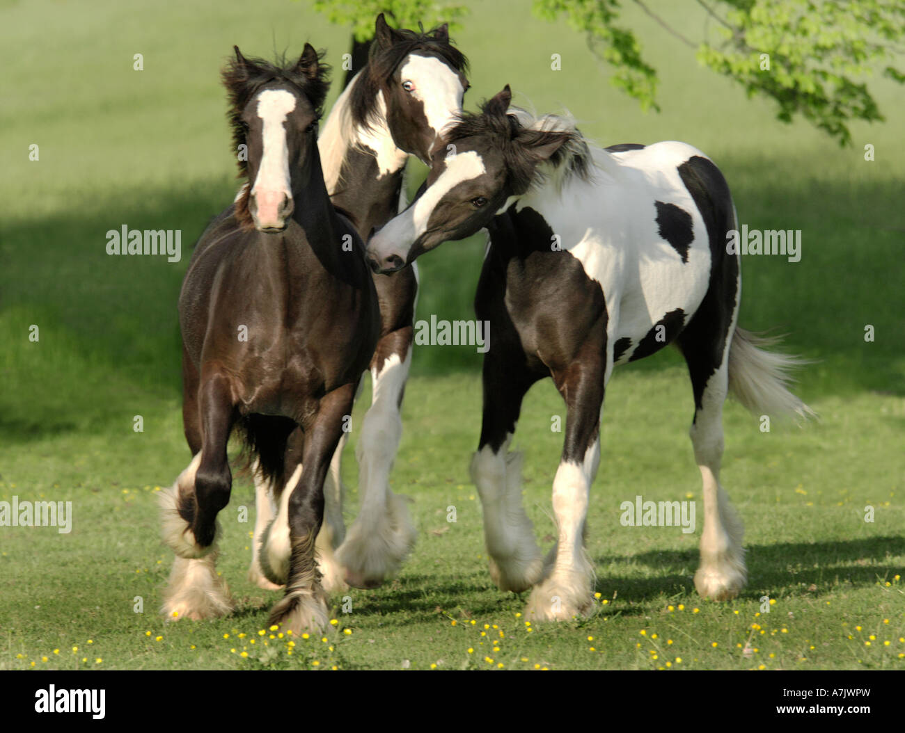 Group of three Gypsy Vanner Horse yearlings run and play Stock Photo ...
