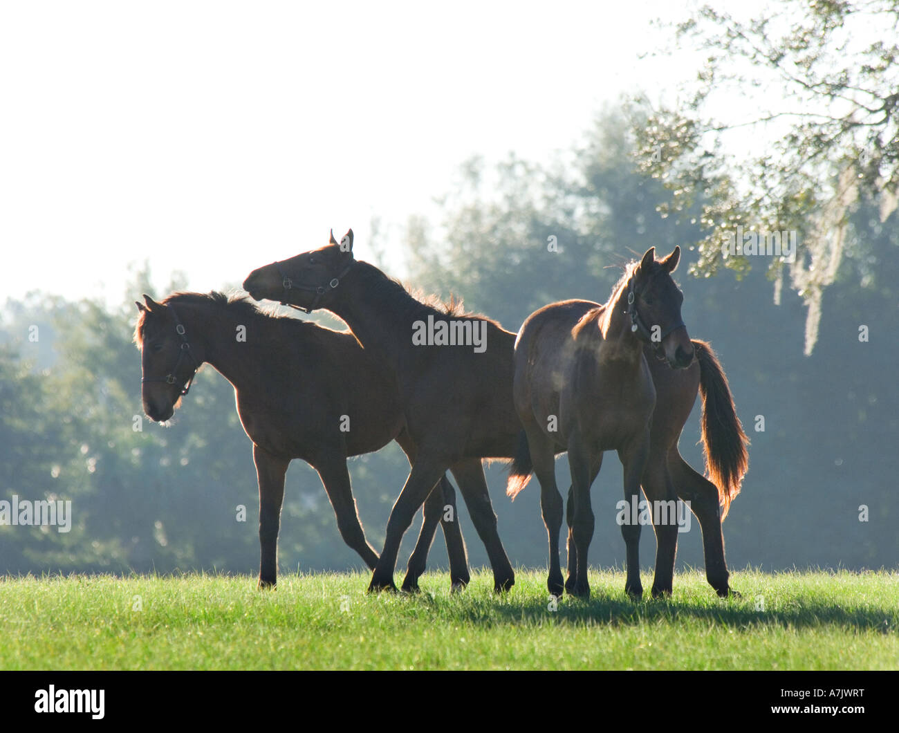 Horses under the trees hi-res stock photography and images - Alamy
