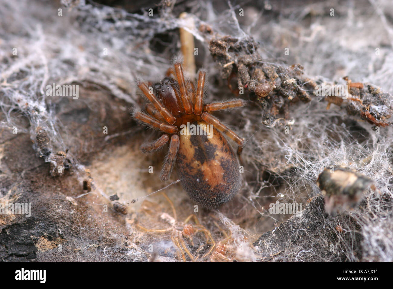 Amaurobius hi-res stock photography and images - Alamy