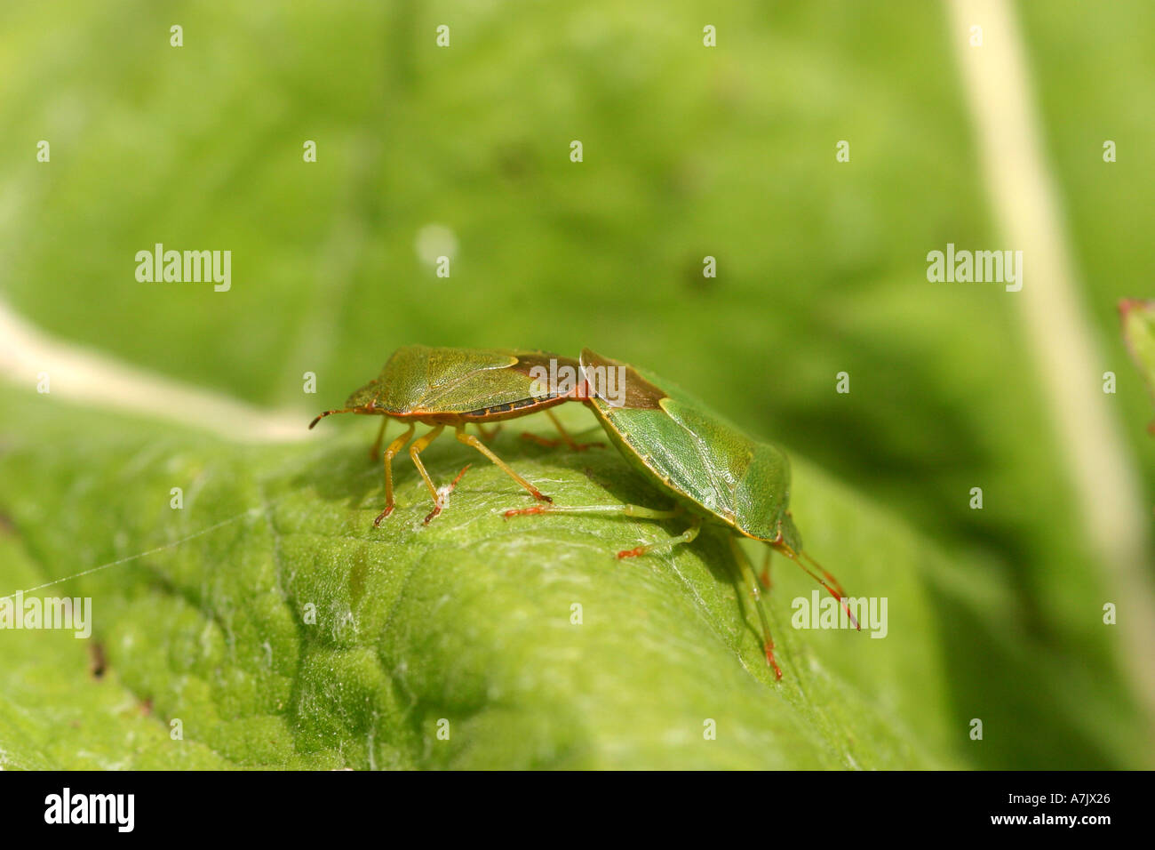 birch Sheild bug Stock Photo - Alamy