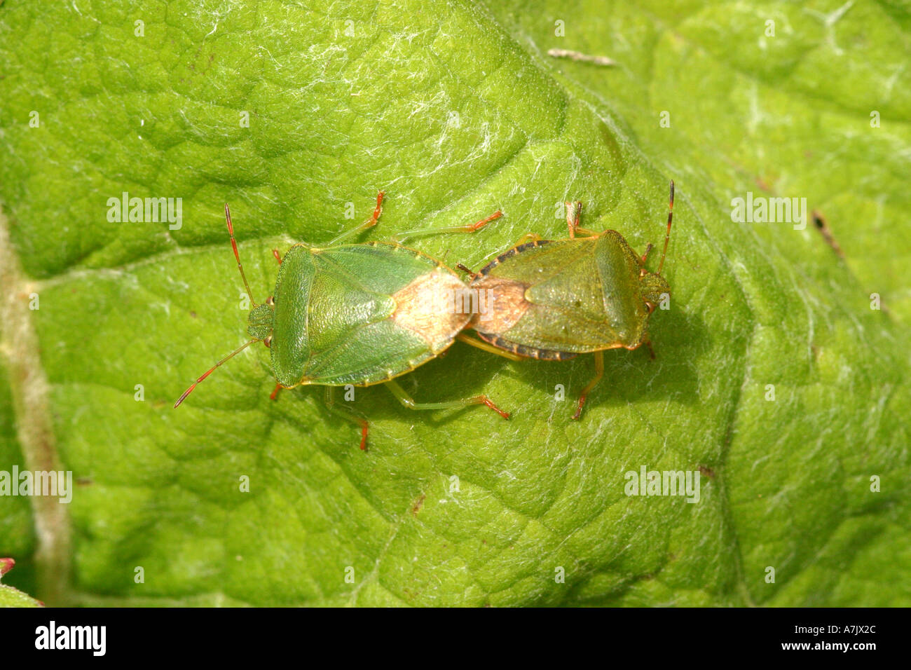 birch Sheild bug Stock Photo - Alamy