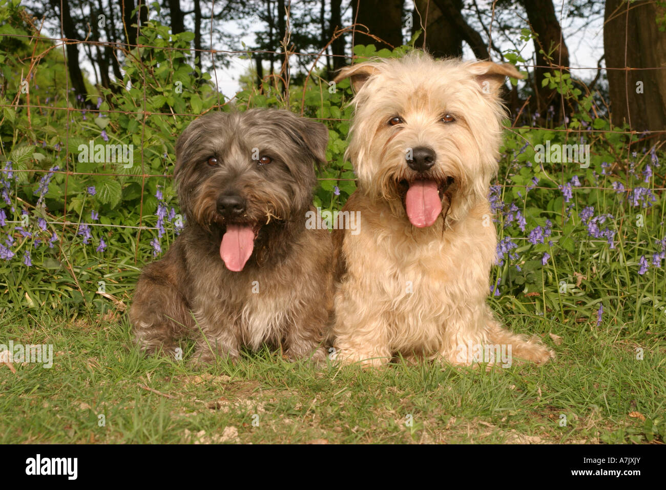 Glen of Imaal Terriers Stock Photo - Alamy