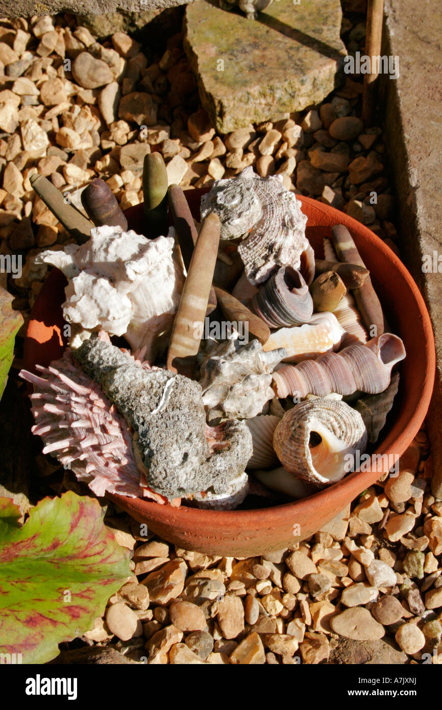 Garden sea shells hi-res stock photography and images - Alamy