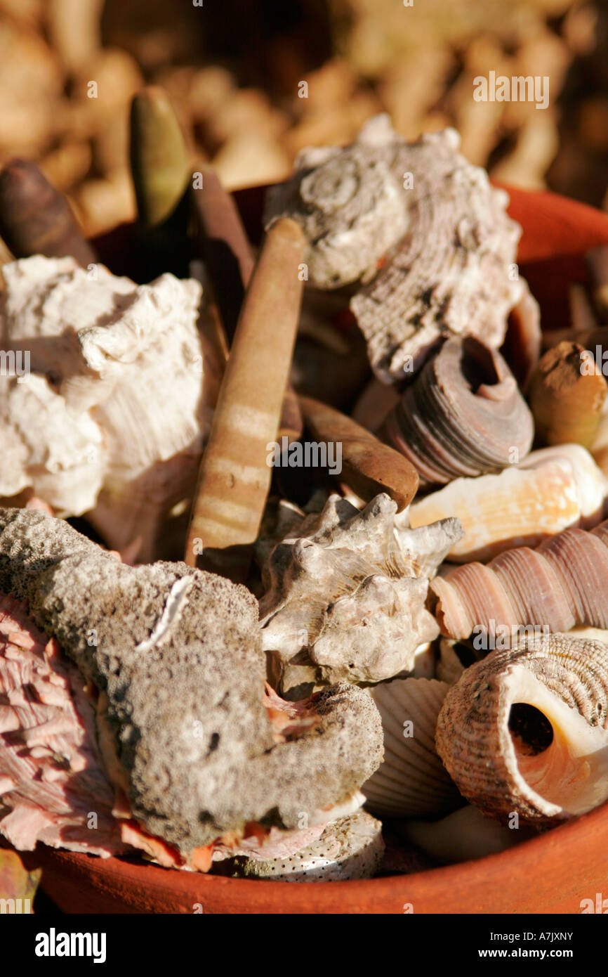 Dead shells hi-res stock photography and images - Alamy