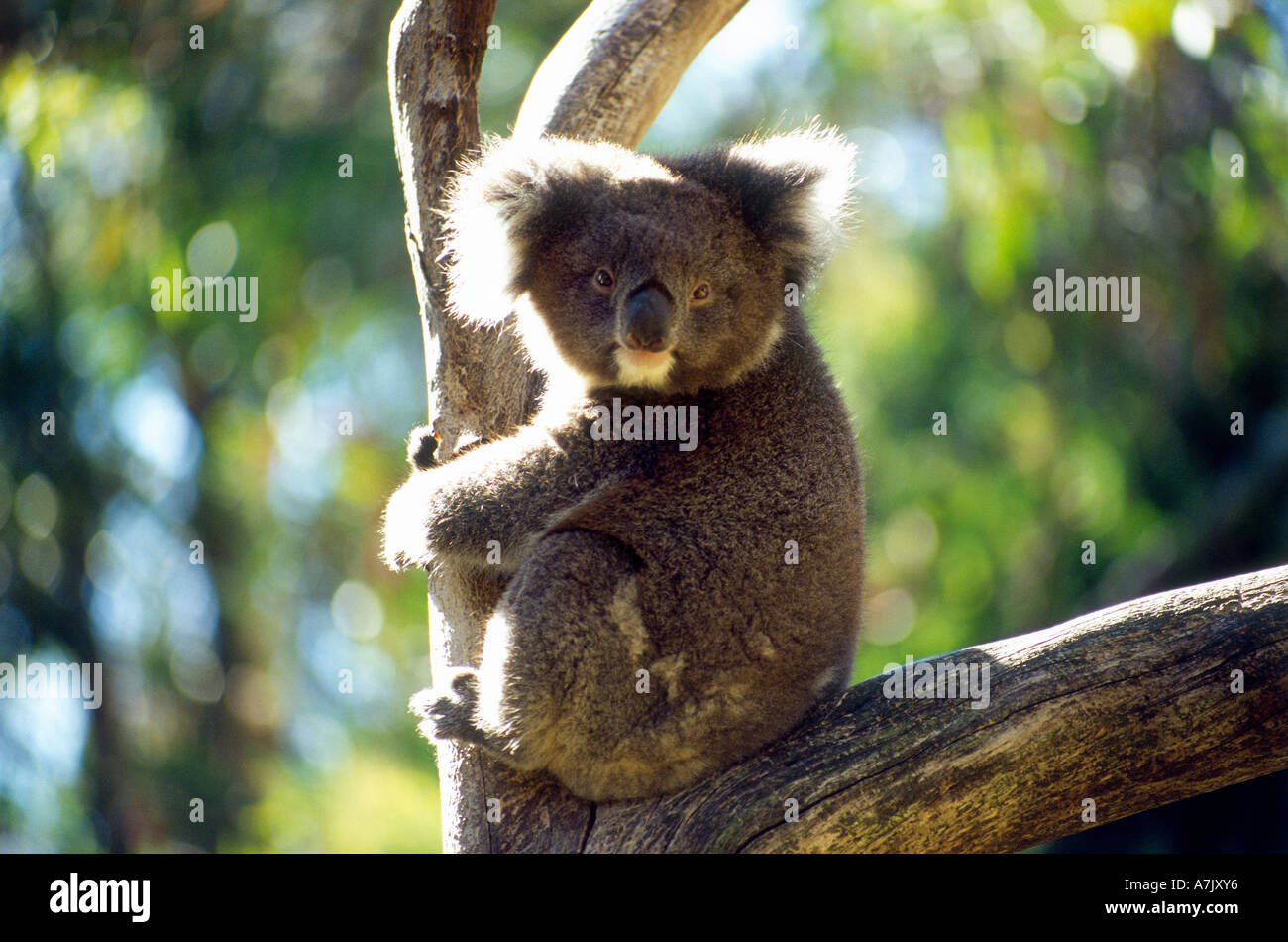 Tree hugging koala hi-res stock photography and images - Alamy