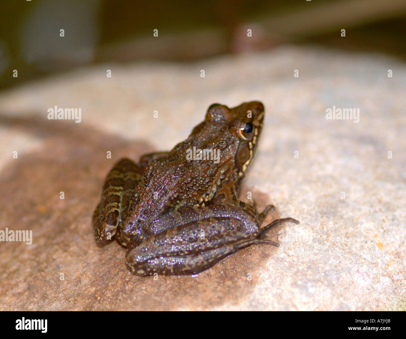 Common River Frog Sitting on a Rock At Cathedral Peak Hotel Drakensberg ...