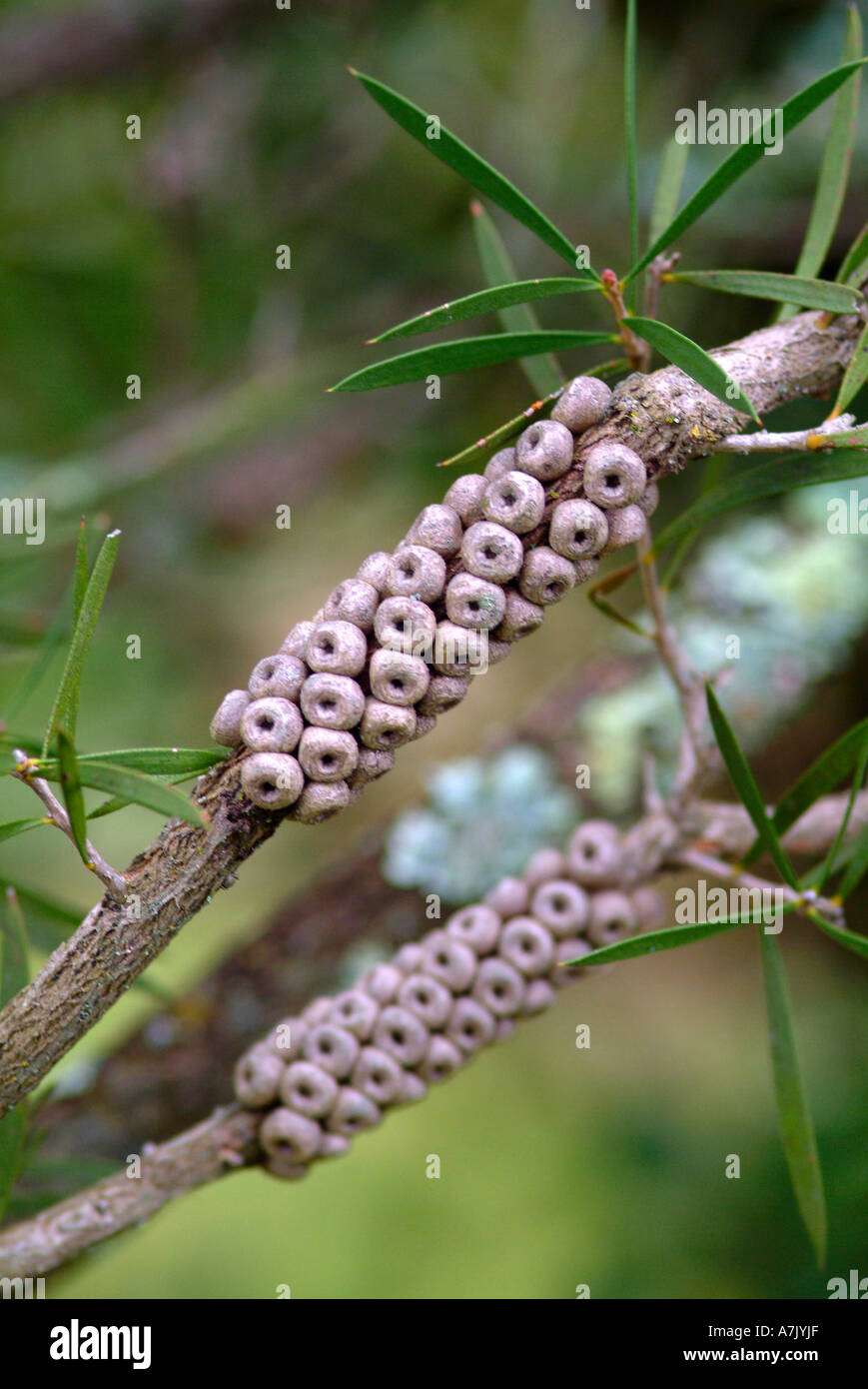 Callistemon Citrinus Fruit
