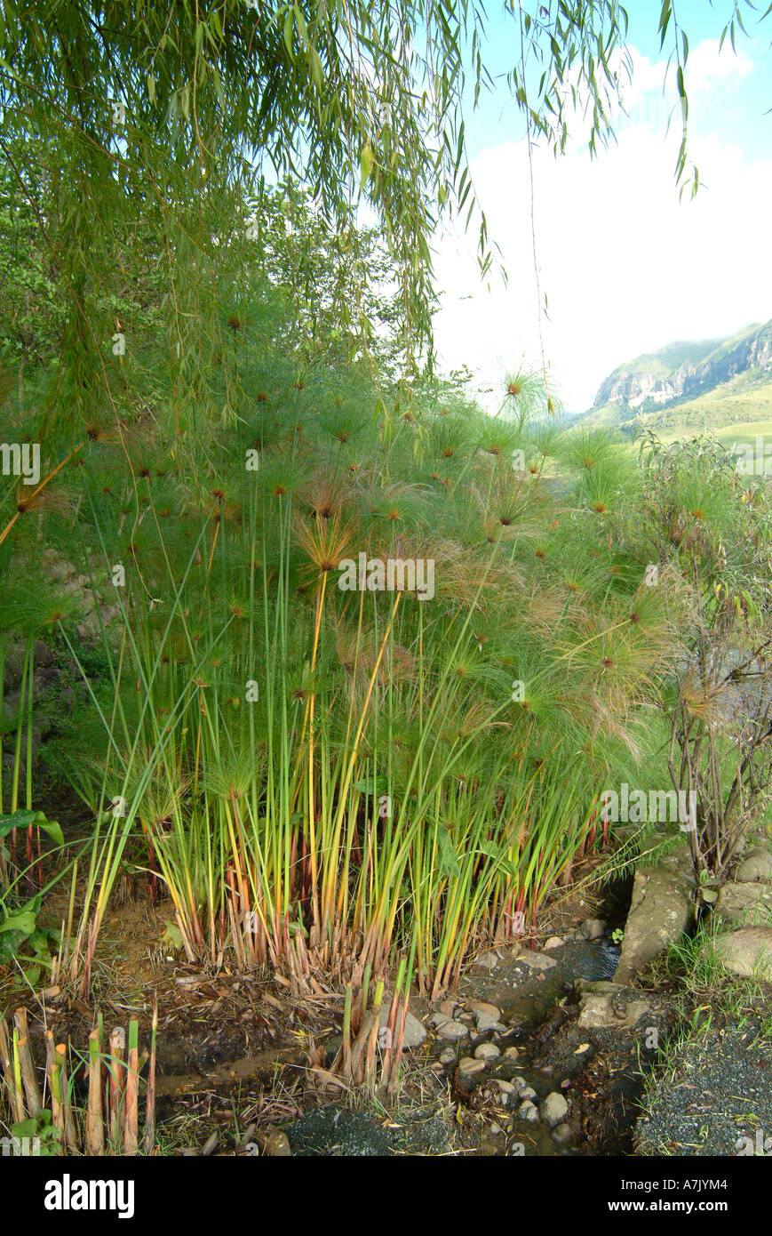 Paper Reed Papyrus Growing at Cathedral Peak Hotel Drakensberg ...