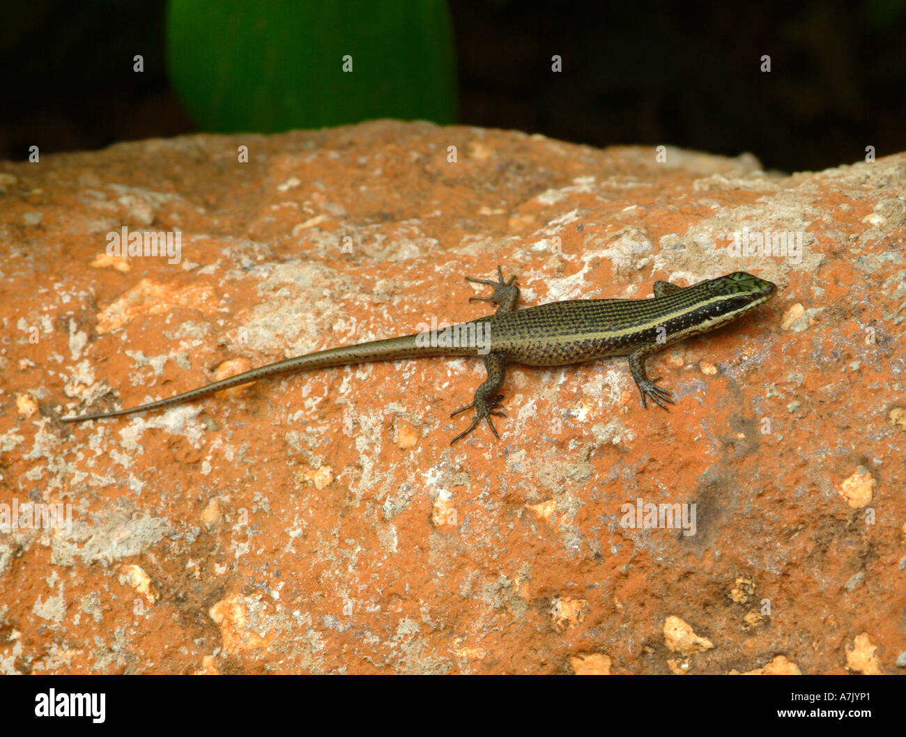 Striped Skink Basking in Sunshine on Rock in Drakensberg Mountains ...