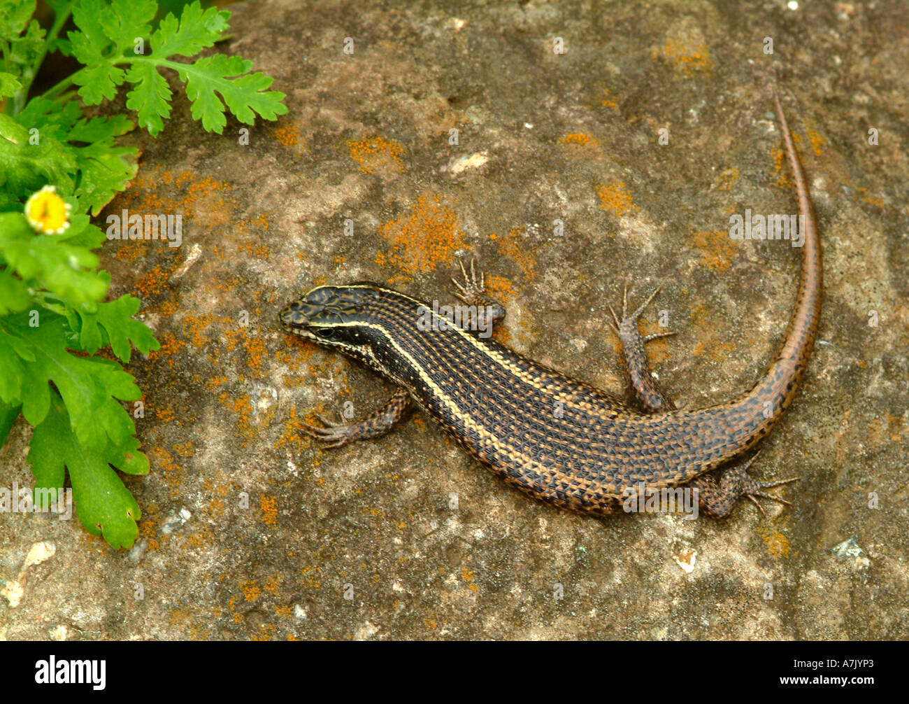 Striped Skink Basking in Sunshine on Rock in Drakensberg Mountains ...