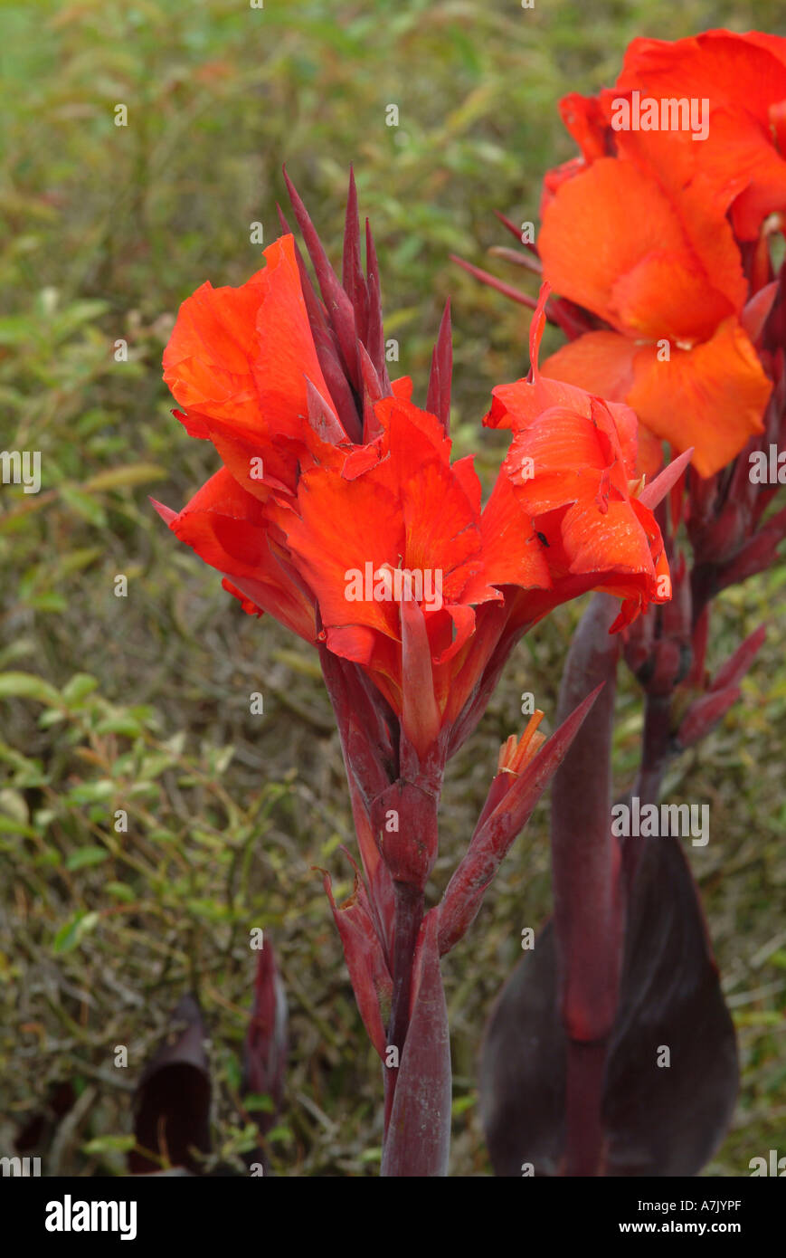 Red canna assault hi-res stock photography and images - Alamy
