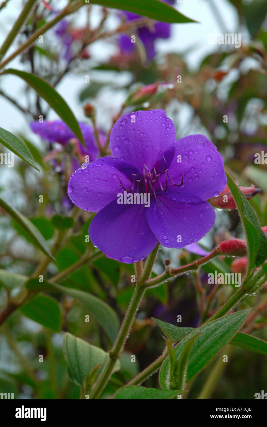 Slender velvet bush hi-res stock photography and images - Alamy