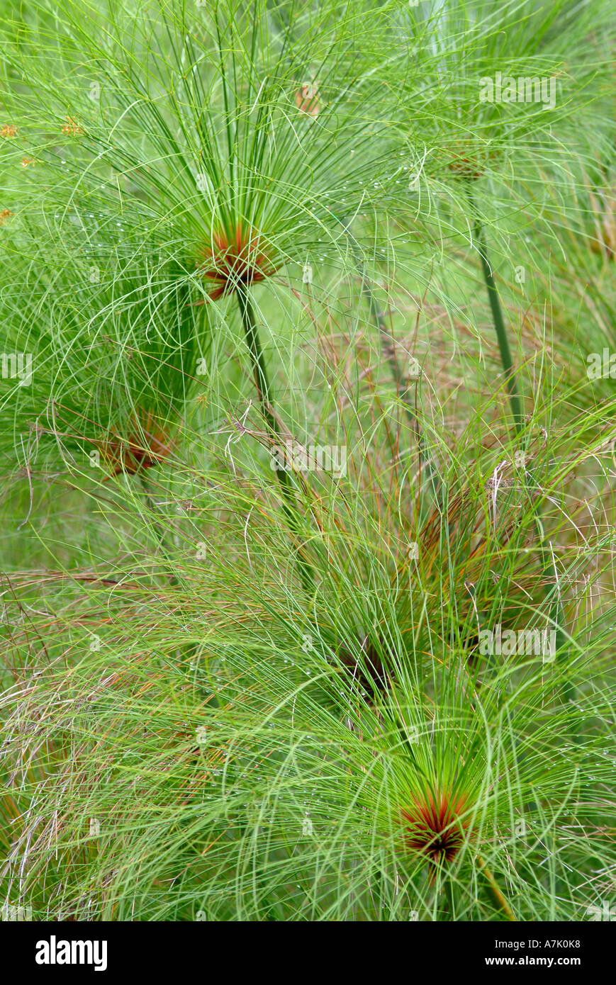 Paper Reed Papyrus Growing at Cathedral Peak Hotel Drakensberg ...