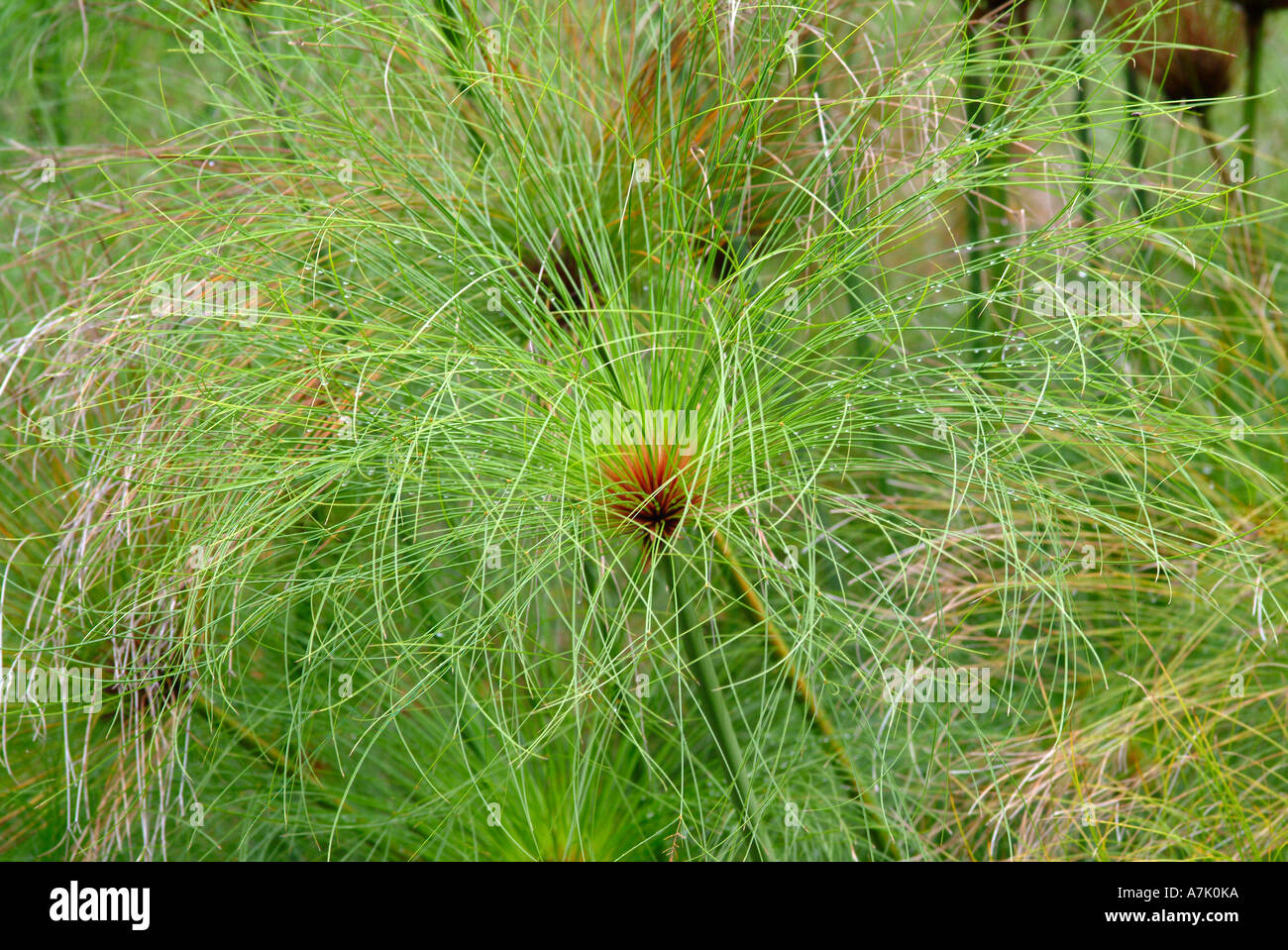 Paper Reed Papyrus Growing at Cathedral Peak Hotel Drakensberg ...