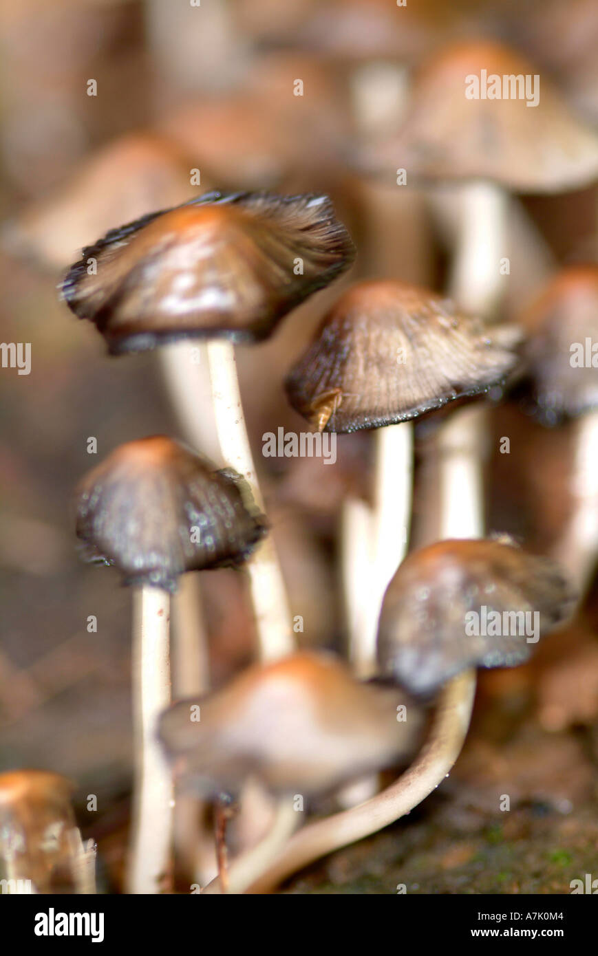 Slender stem structure hi-res stock photography and images - Alamy