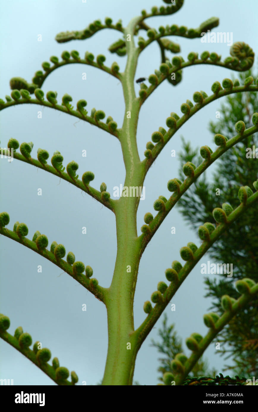 Feather like leaves hi-res stock photography and images - Alamy