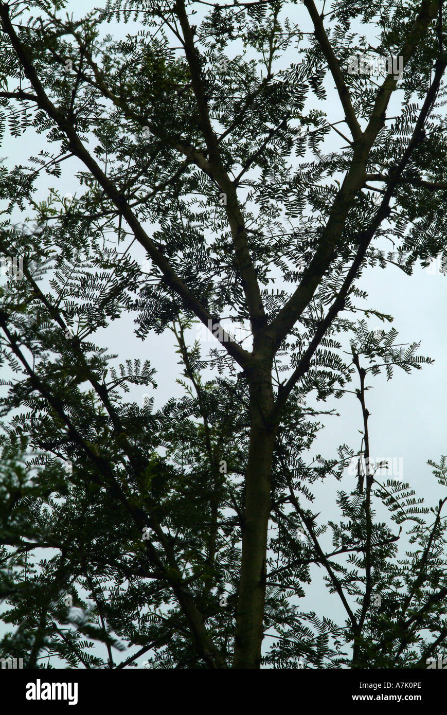 Closeup of Branches of Acacia Tree in Grounds of Cathedral Peak Hotel ...