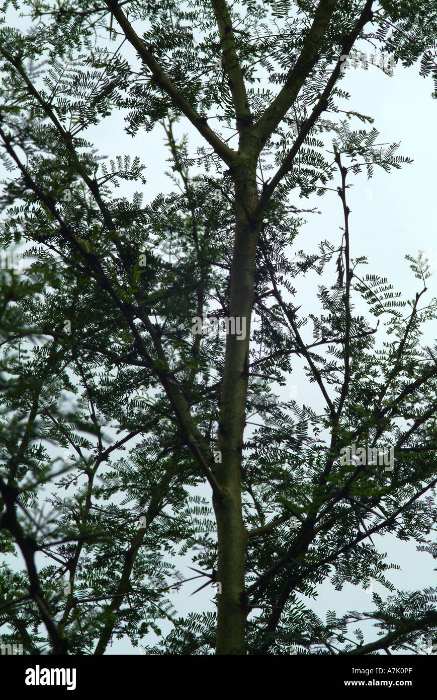 Closeup of Branches of Acacia Tree in Grounds of Cathedral Peak Hotel ...