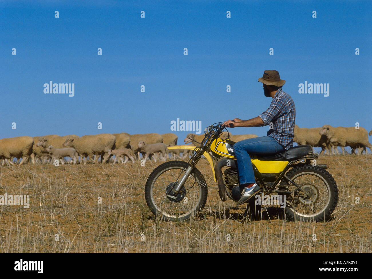 Mustering sheep motorbike australia hi-res stock photography and images ...
