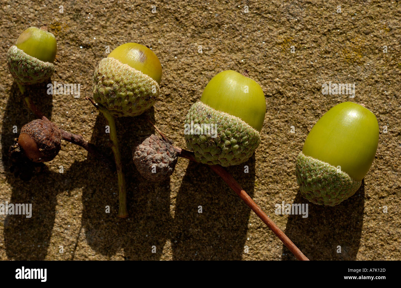 range of different sized oak tree acorns Seeds Stock Photo - Alamy