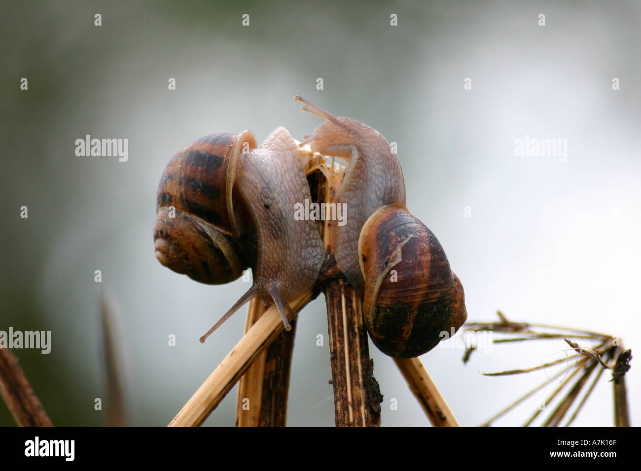 Snails gb hi-res stock photography and images - Alamy
