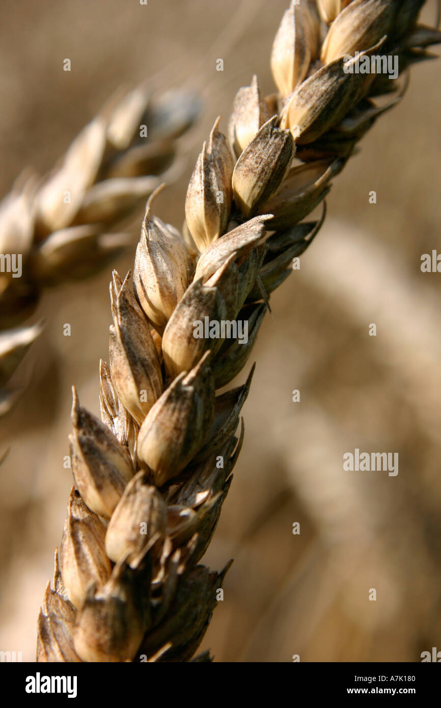 Wheat husks hi-res stock photography and images - Alamy