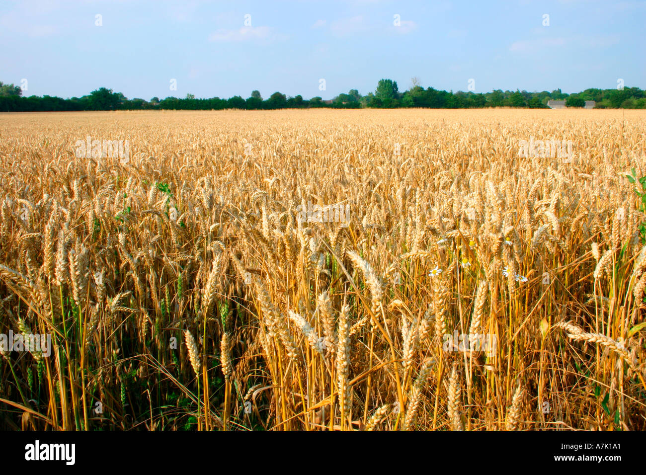 Golden field wheat hi-res stock photography and images - Alamy