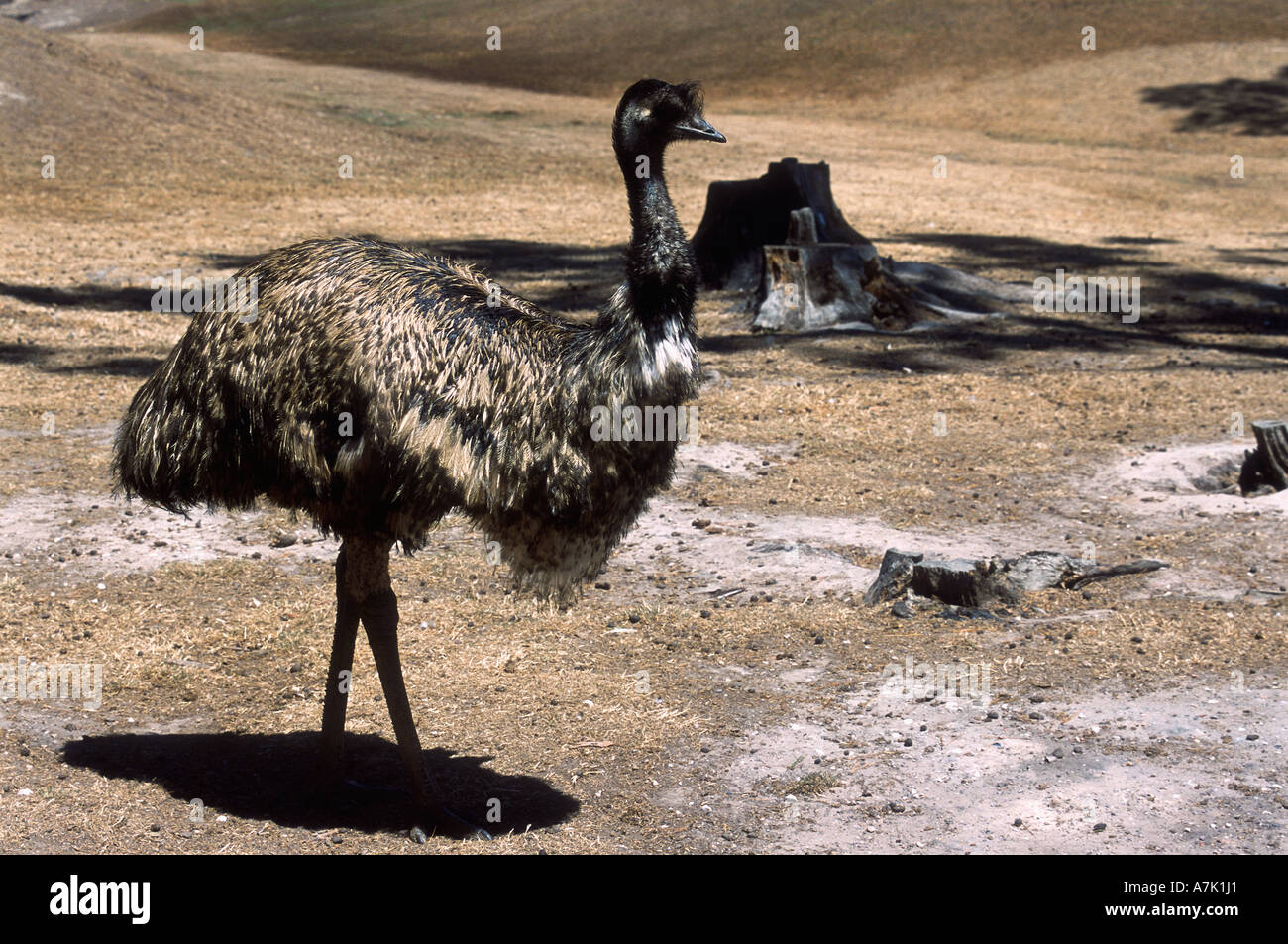 Australia victoria flightless emu australia hi-res stock photography ...