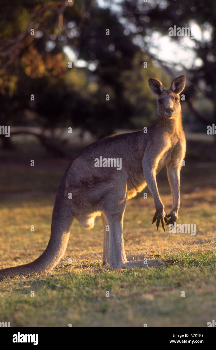 Victoria, Great Grey Male Kangaroo Stock Photo - Alamy