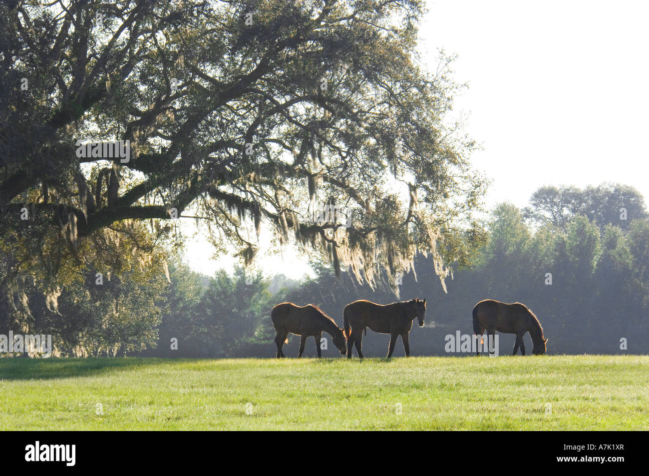 Horses under trees hi-res stock photography and images - Alamy