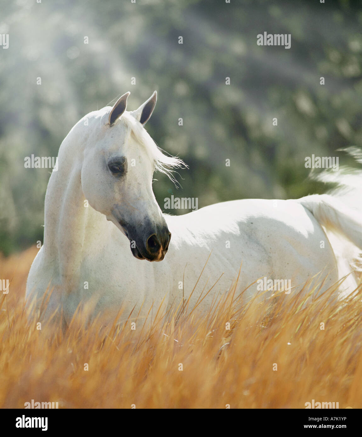 Arabian stallion Nabiel stands in tall grass Stock Photo - Alamy