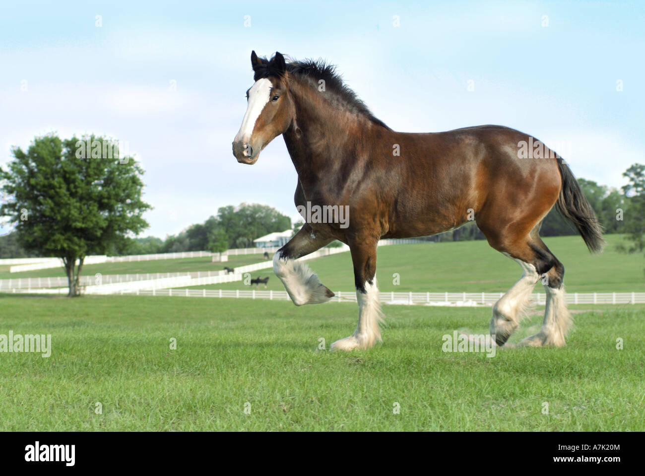 Shire Draft Horse Trotting
