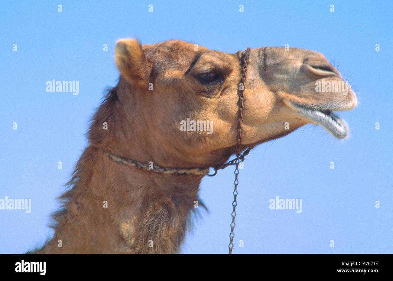 Dubai UAE Camel Stock Photo - Alamy