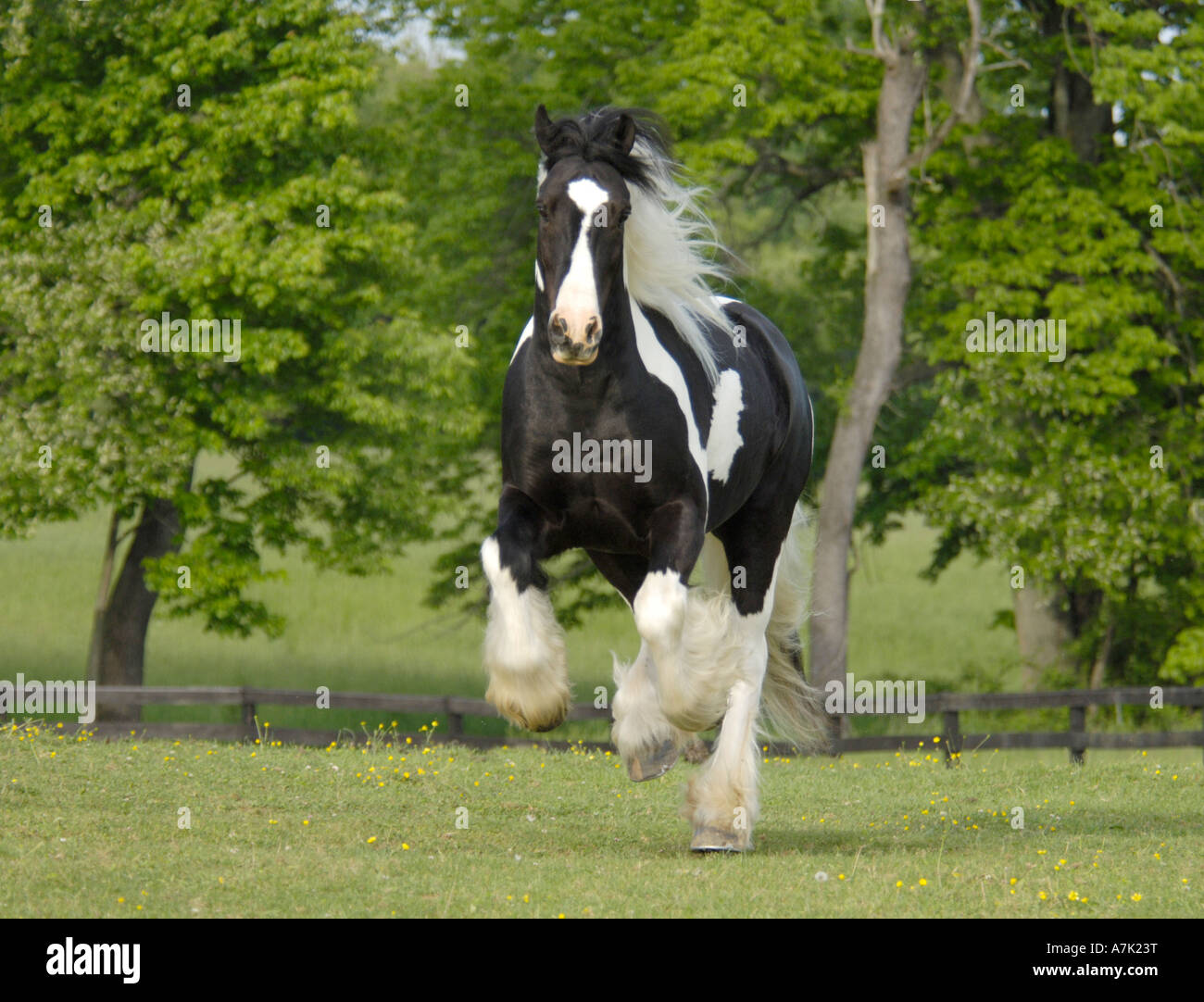 Black Clydesdale Running