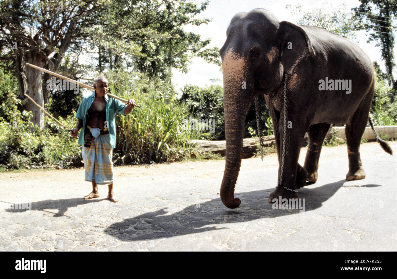 A working elephant and mahout walking between jobs in northern Sri ...