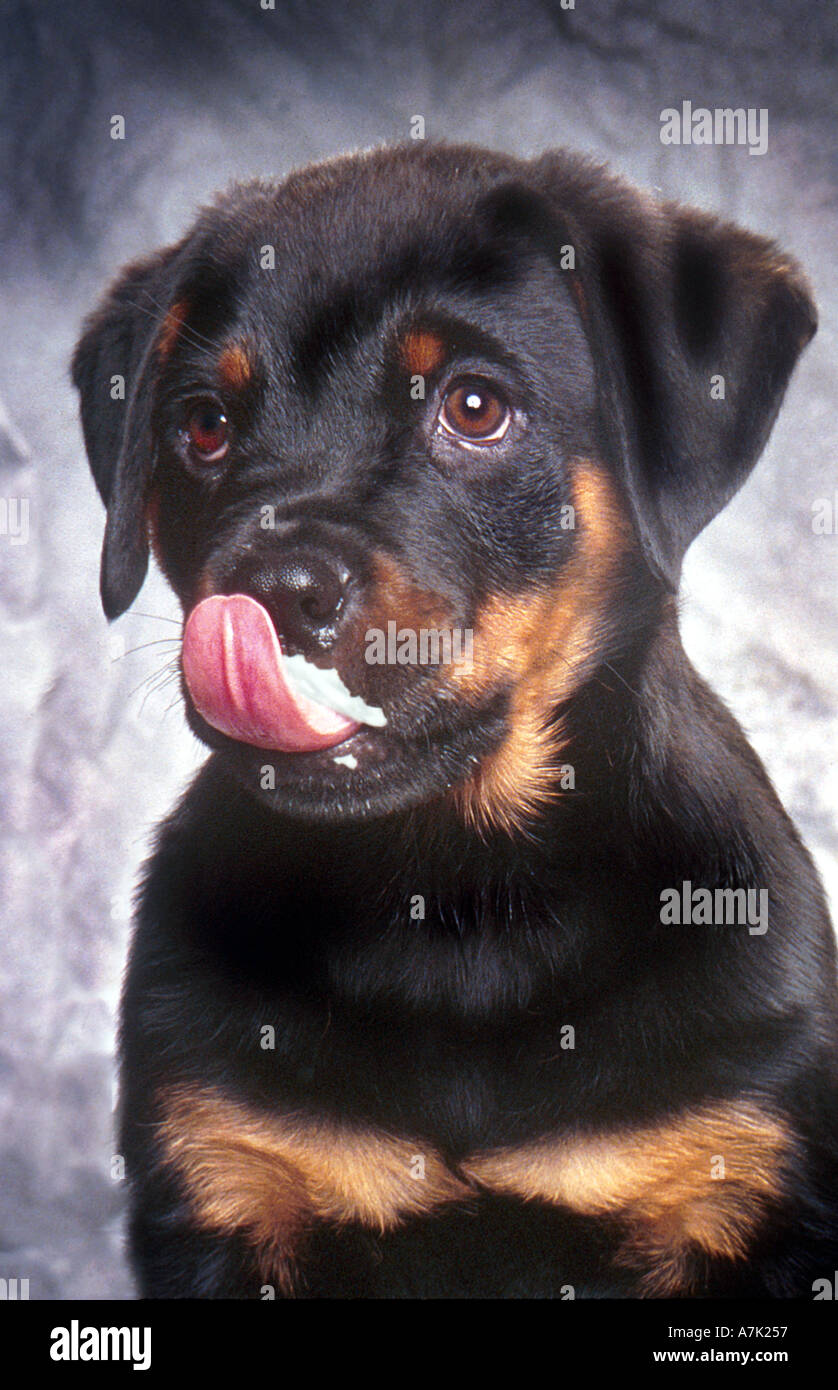 Rottweiler puppy with milky lip Stock Photo - Alamy