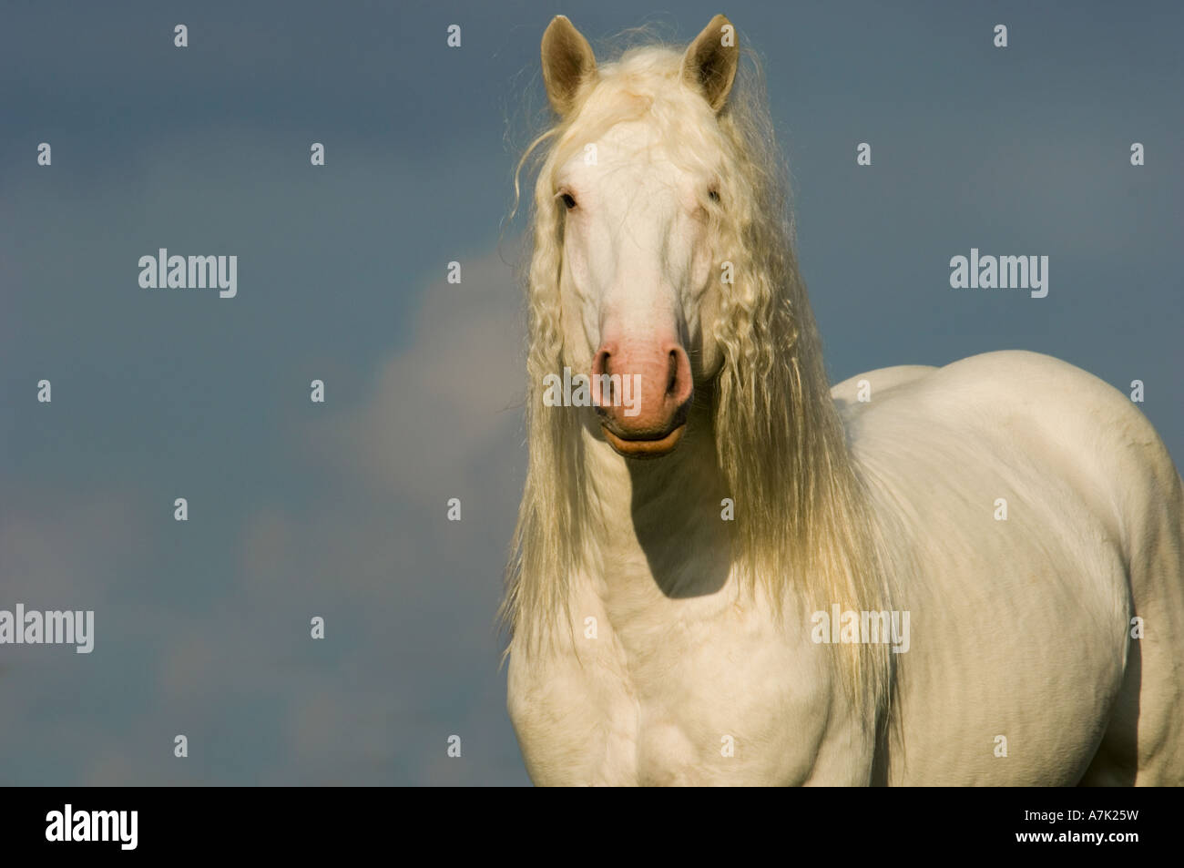 Four year old American White Draft Horse stallion Stock Photo - Alamy