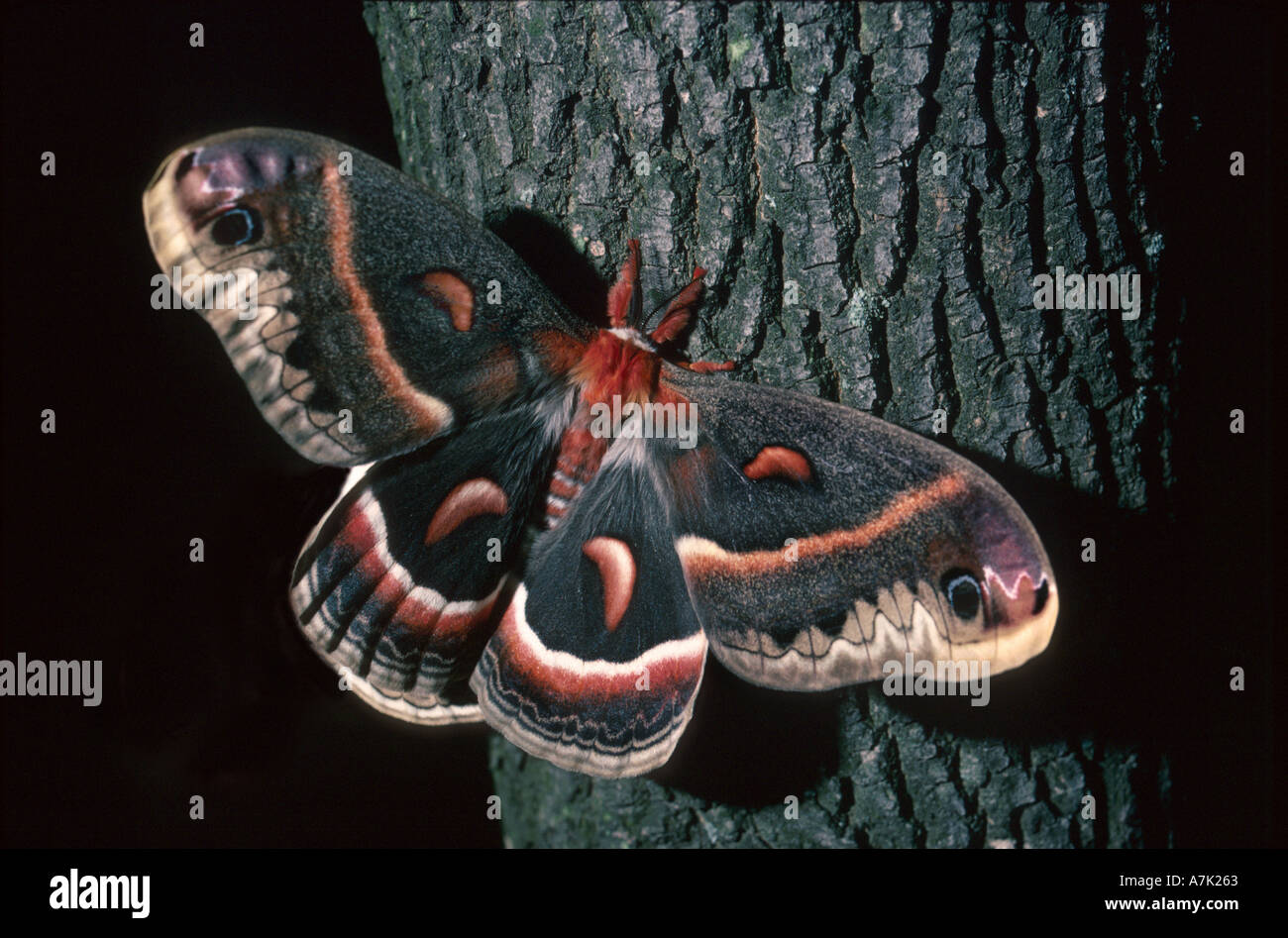 Giant cecropia moth on tree Stock Photo - Alamy