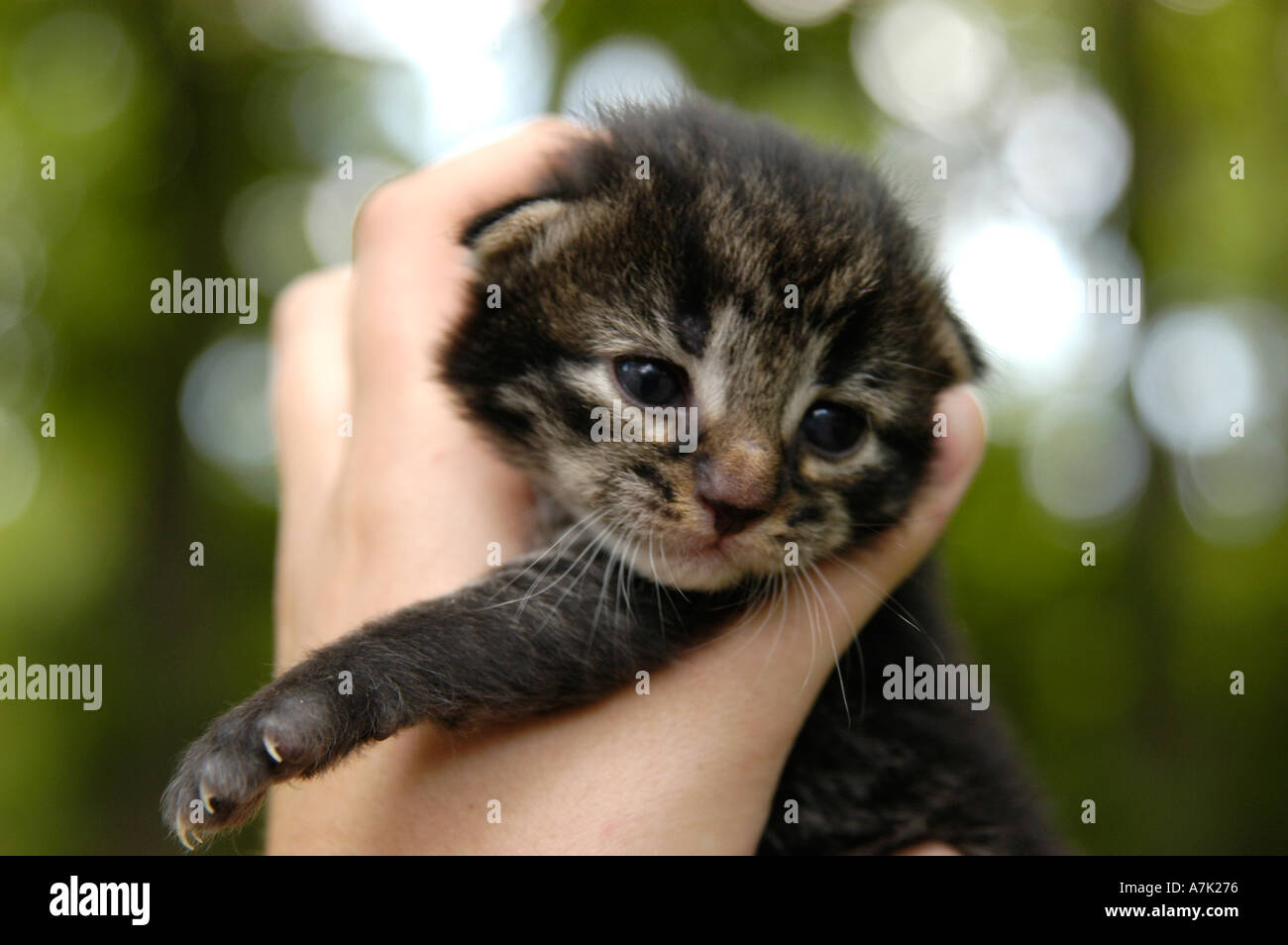 Tiny kitten in hand Stock Photo - Alamy