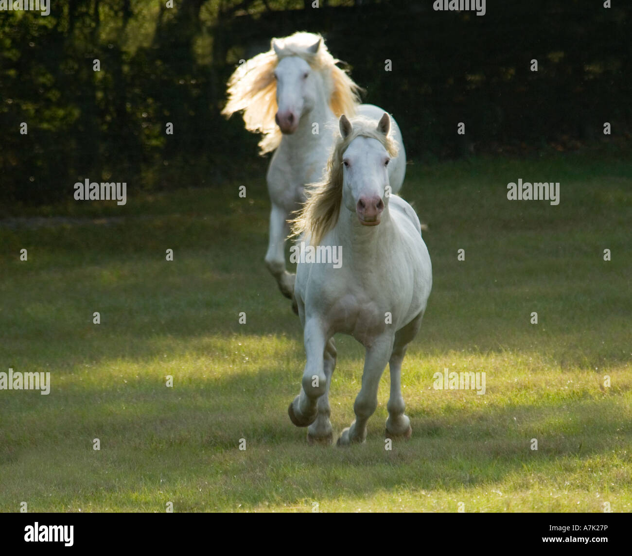 Draft horse pair hi-res stock photography and images - Alamy