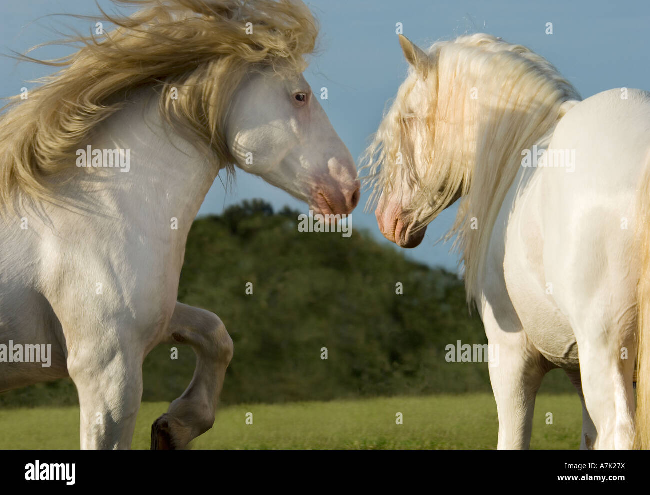 American white draft hi-res stock photography and images - Alamy