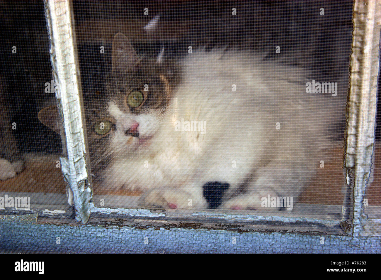 Cat in window Stock Photo - Alamy