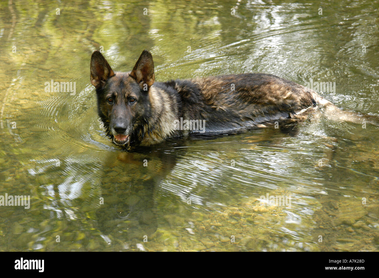 Dog in stream Stock Photo - Alamy