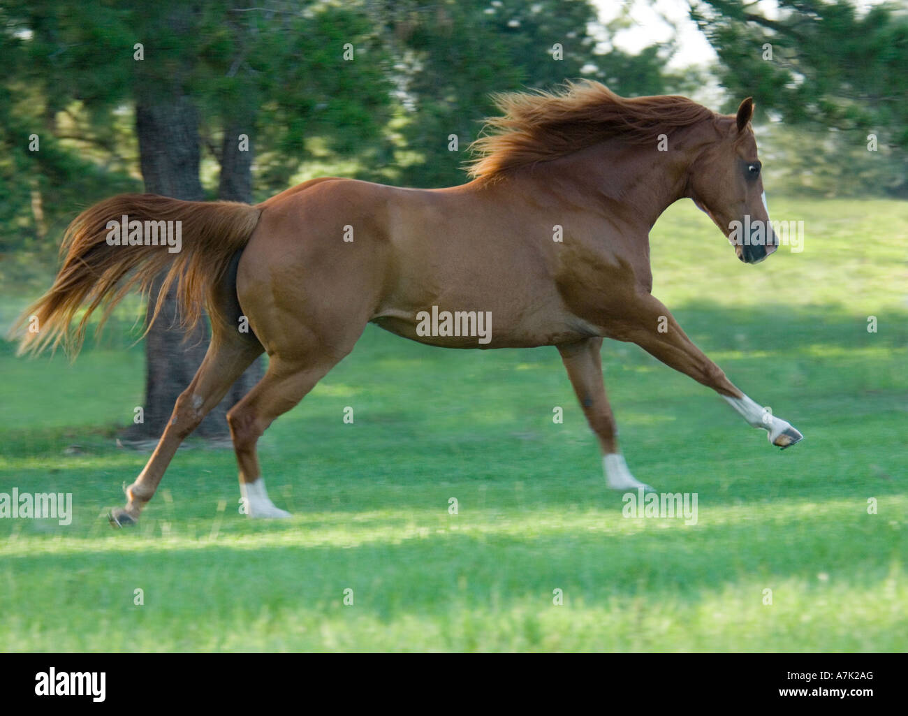 Sorrel Quarter Horse Gelding
