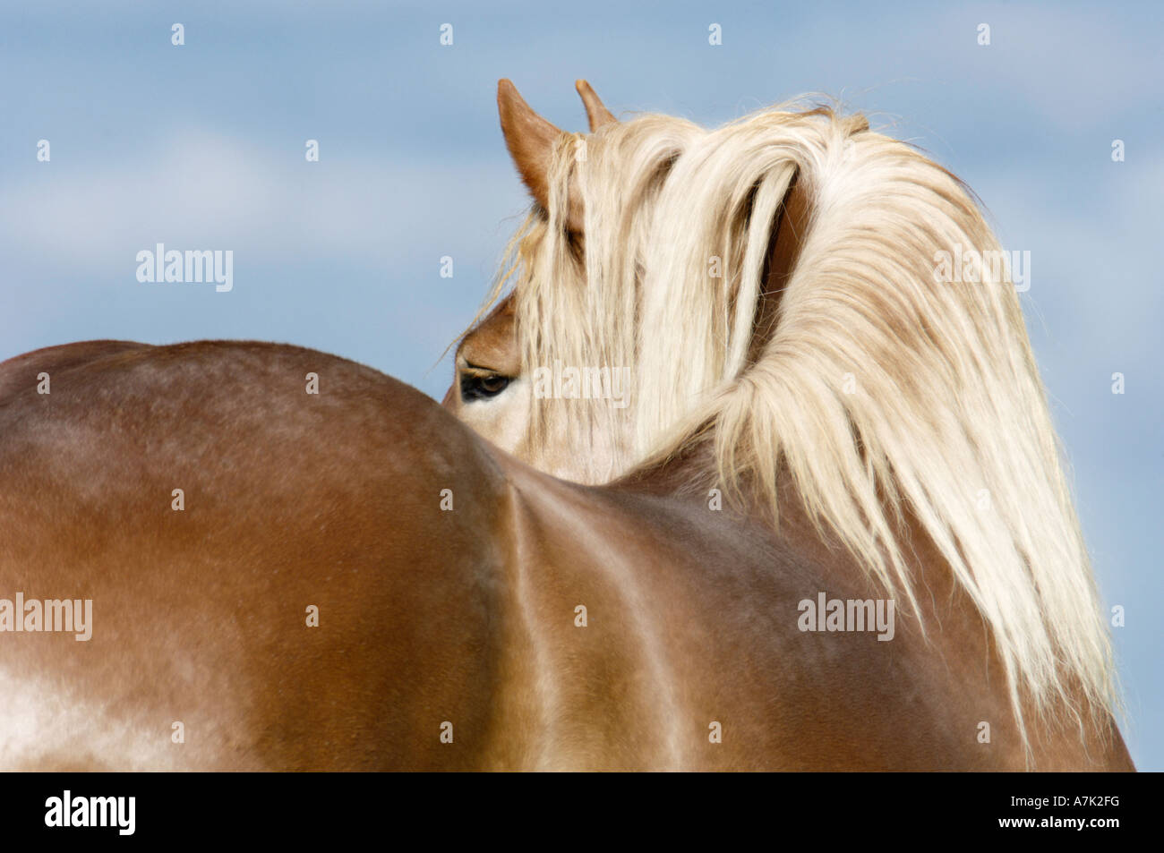 Looking over back of Belgian Draft horse stallion Stock Photo - Alamy