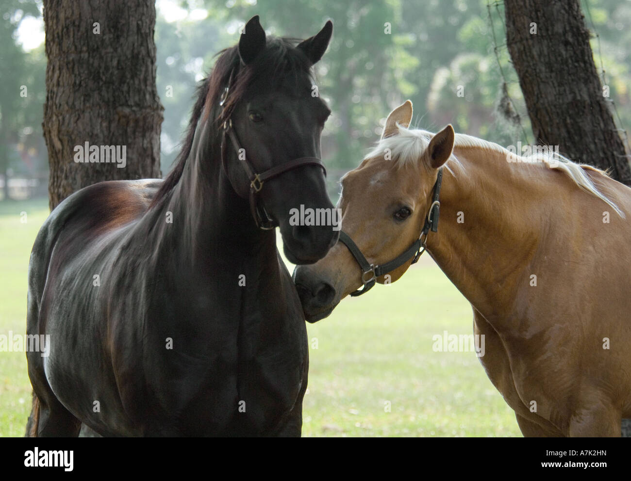 Two Quarter Horse geldings bite and play together Stock Photo - Alamy