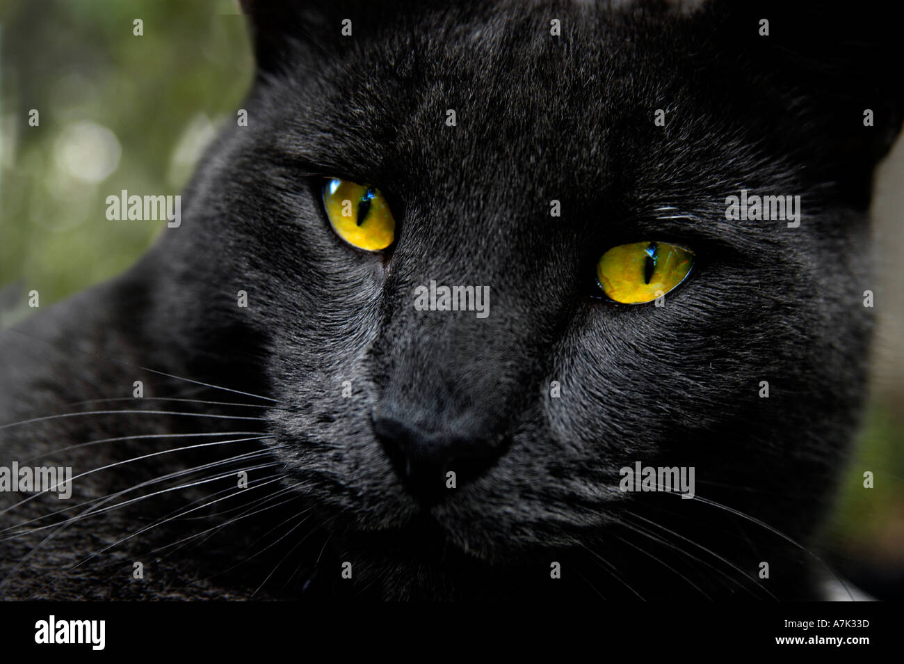 Black cat close up Stock Photo - Alamy