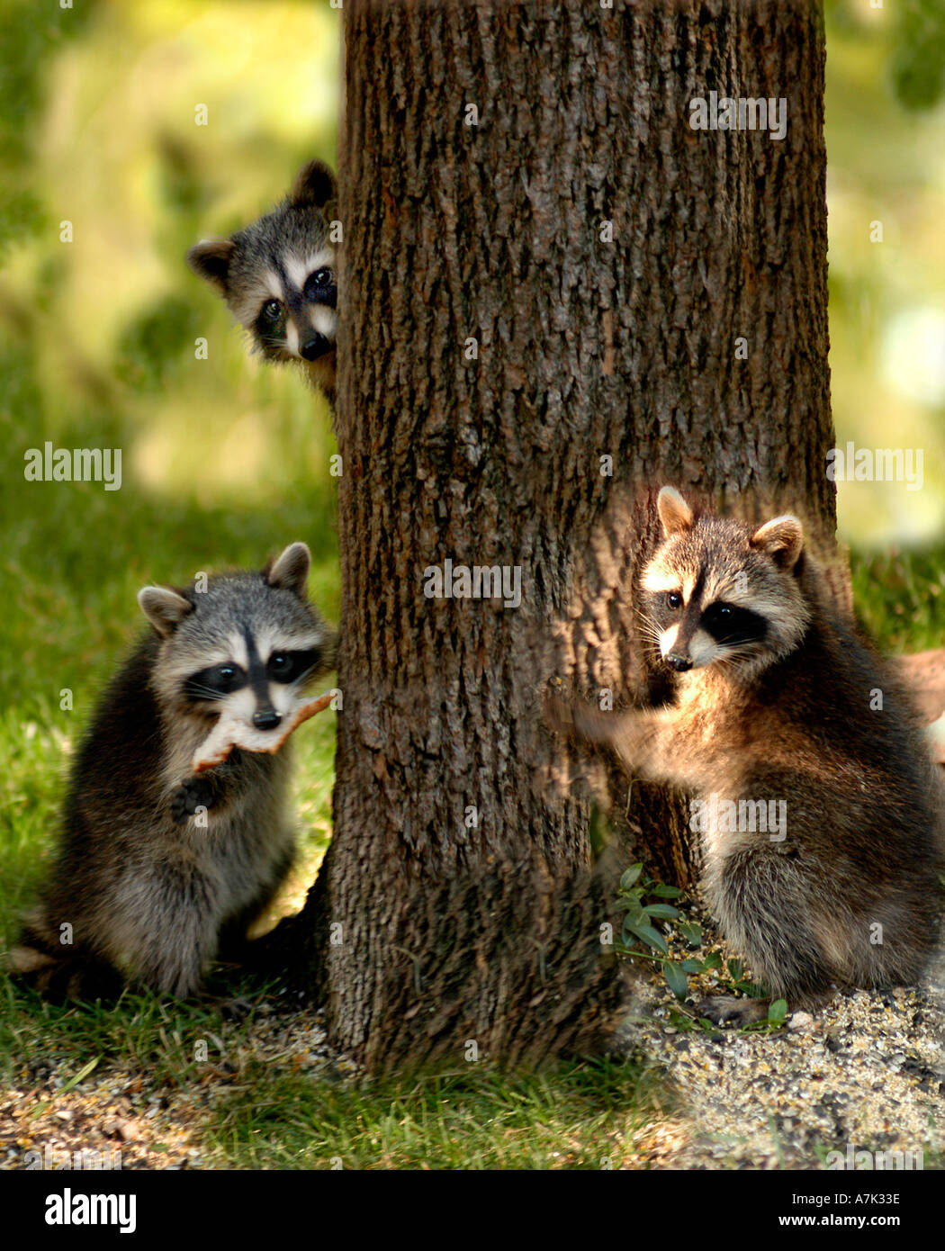 Three baby raccoons around a tree Stock Photo - Alamy