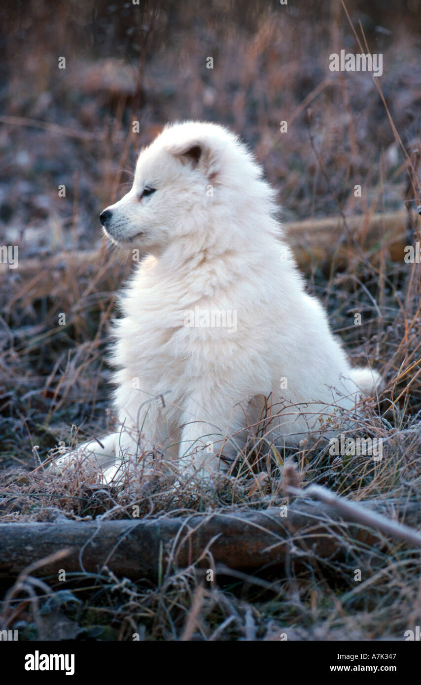 Samoyed Puppy sitting Stock Photo - Alamy